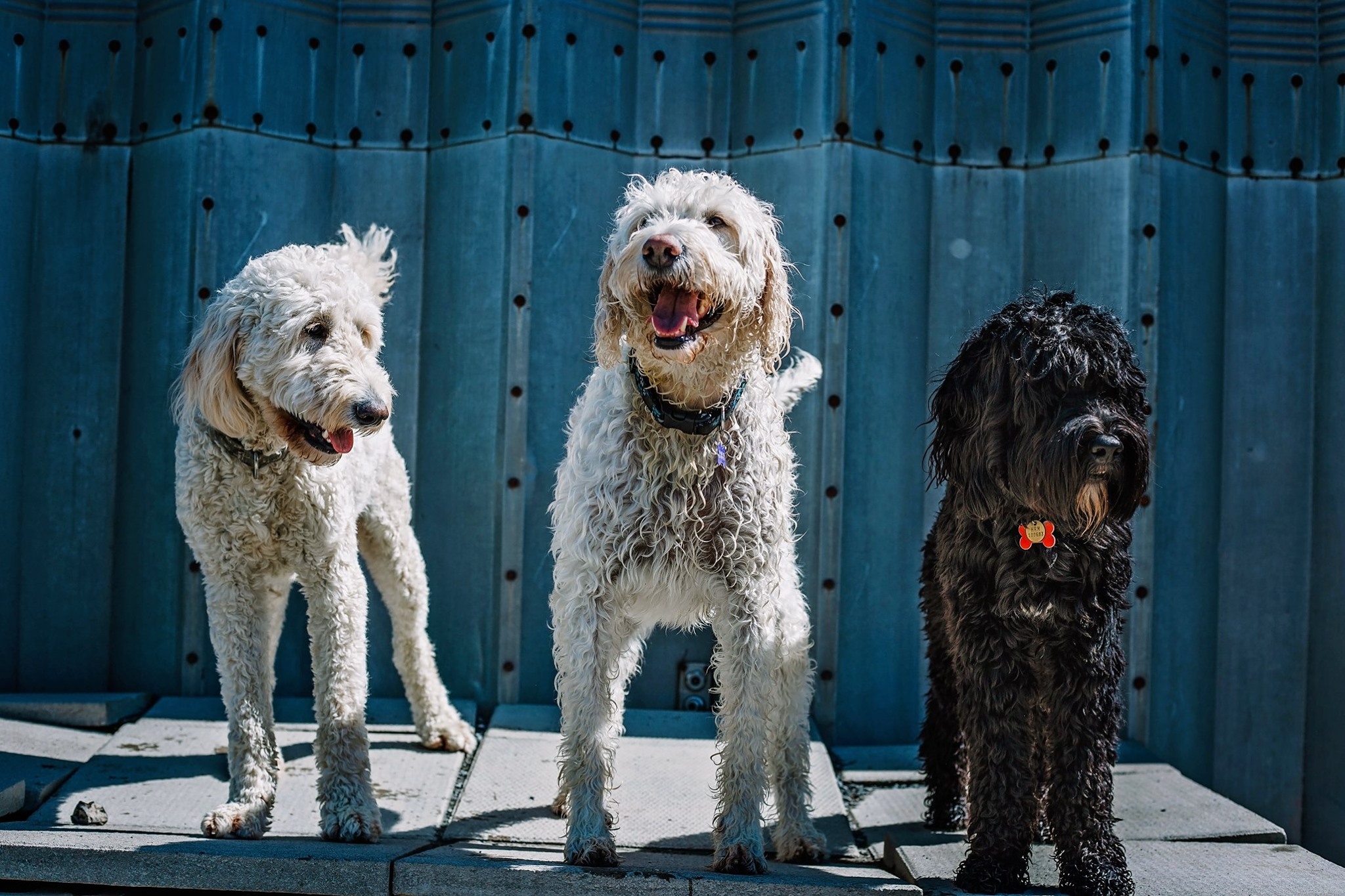 Home Paw Prints Doggy Daycare And Grooming